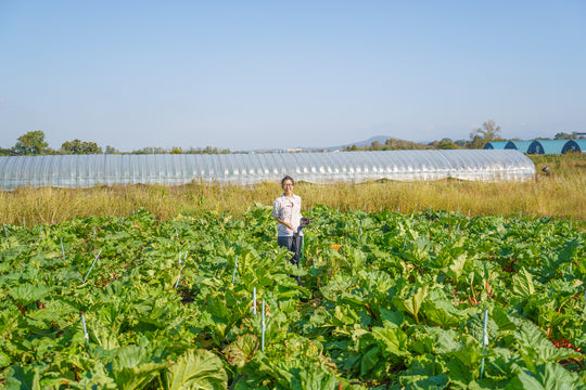 Hammy's Online Store